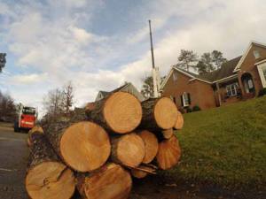 Raleigh Tree Service | Tree Removal Service Raleigh | Tree Cutting ...