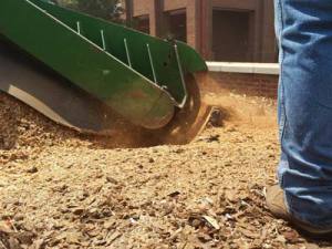 Raleigh Tree Service | Tree Removal Service Raleigh | Tree Cutting ...