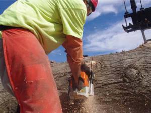 Raleigh Tree Service | Tree Removal Service Raleigh | Tree Cutting ...