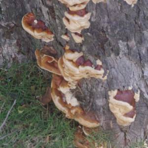 tree-disease - Arbormax Tree Service