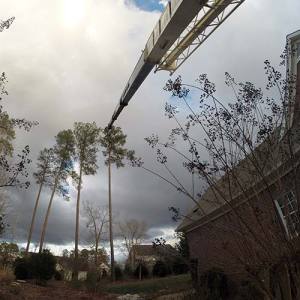 Crane Assisted Tree Removal - Arbormax Tree Service
