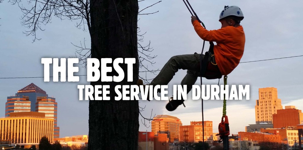 Durham tree service | Tree removal service Durham | Tree cutting & tree ...