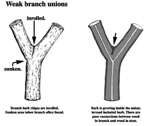 branch bark ridge 1-1 - Arbormax Tree Service